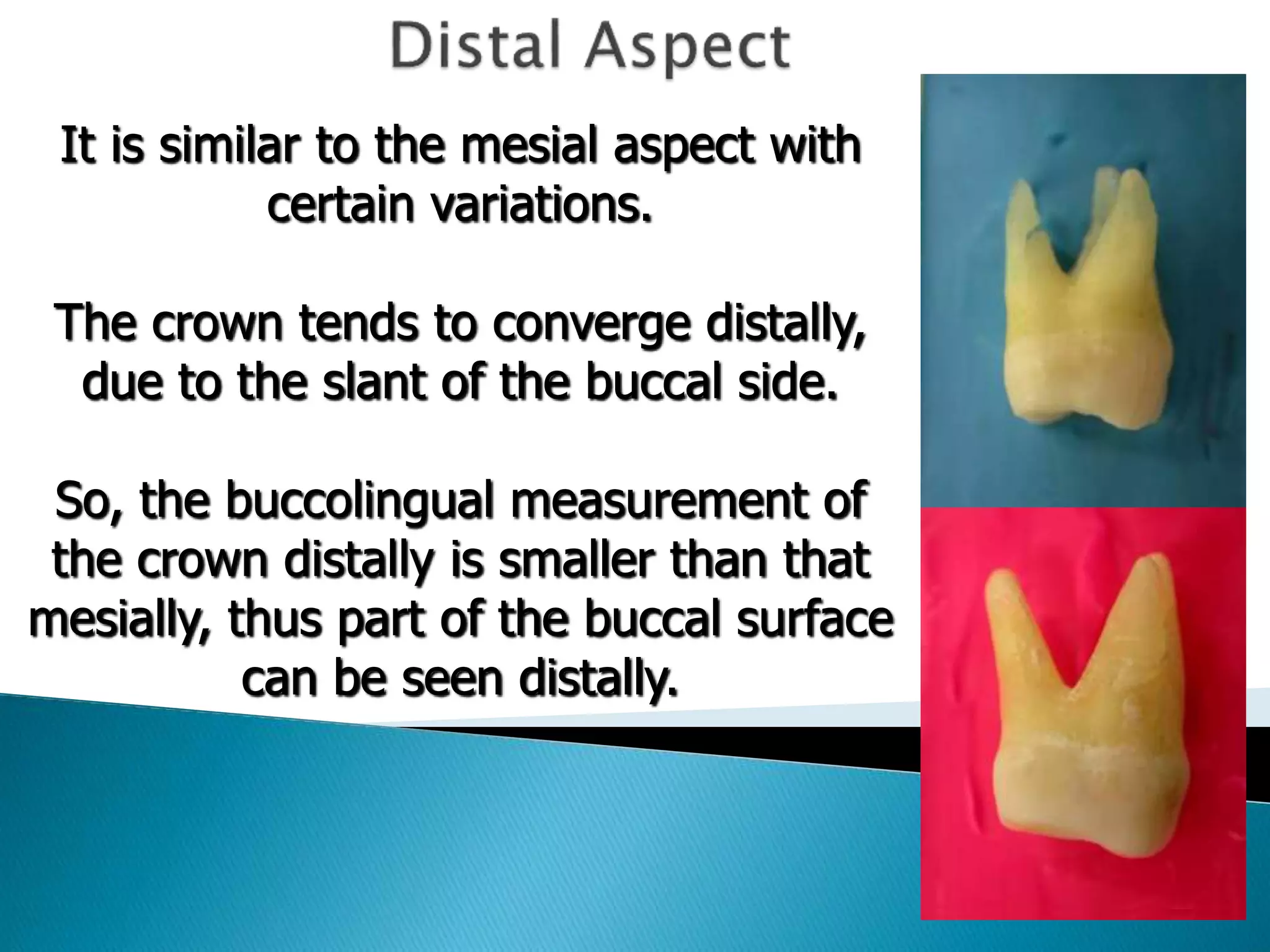 Dental anatomy,max.first molar | PPT
