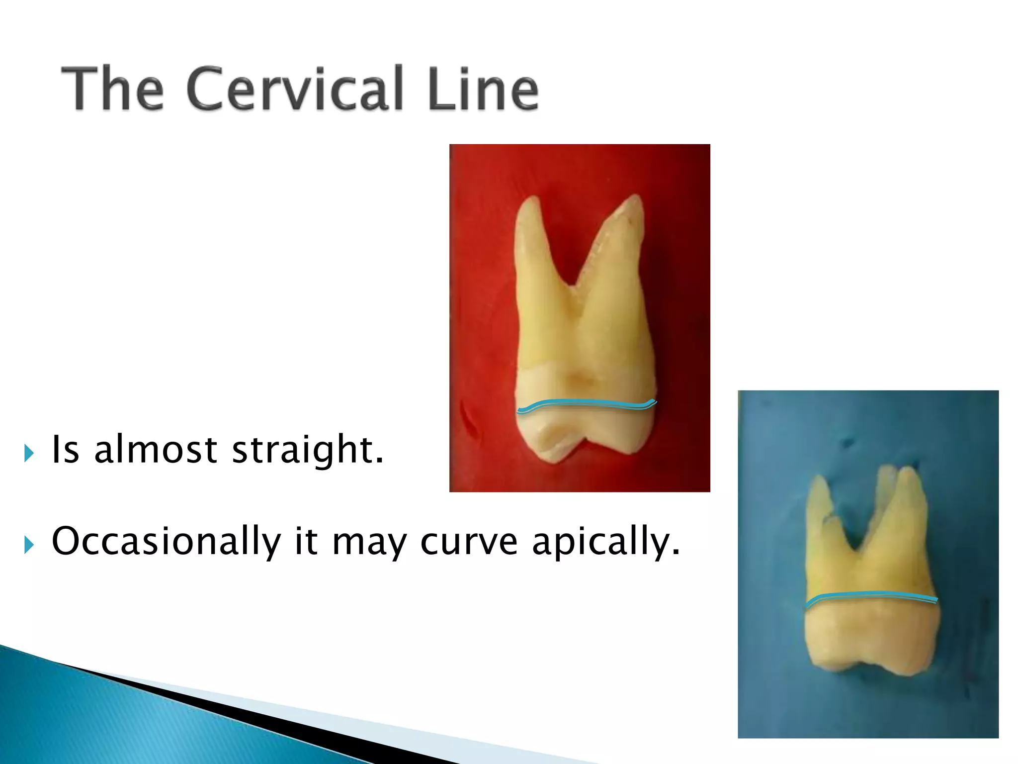 Dental anatomy,max.first molar | PPT