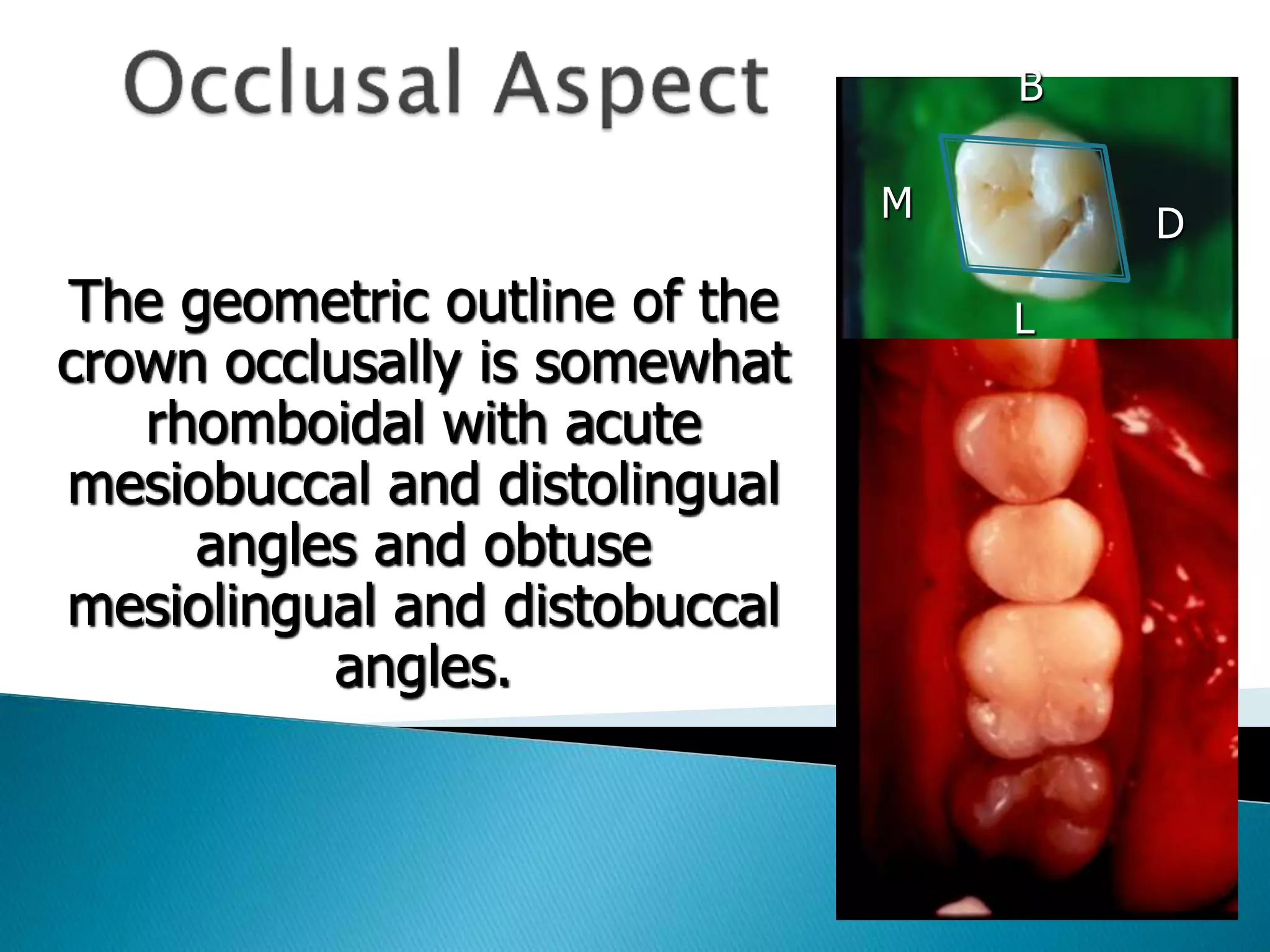 Dental anatomy,max.first molar | PPT