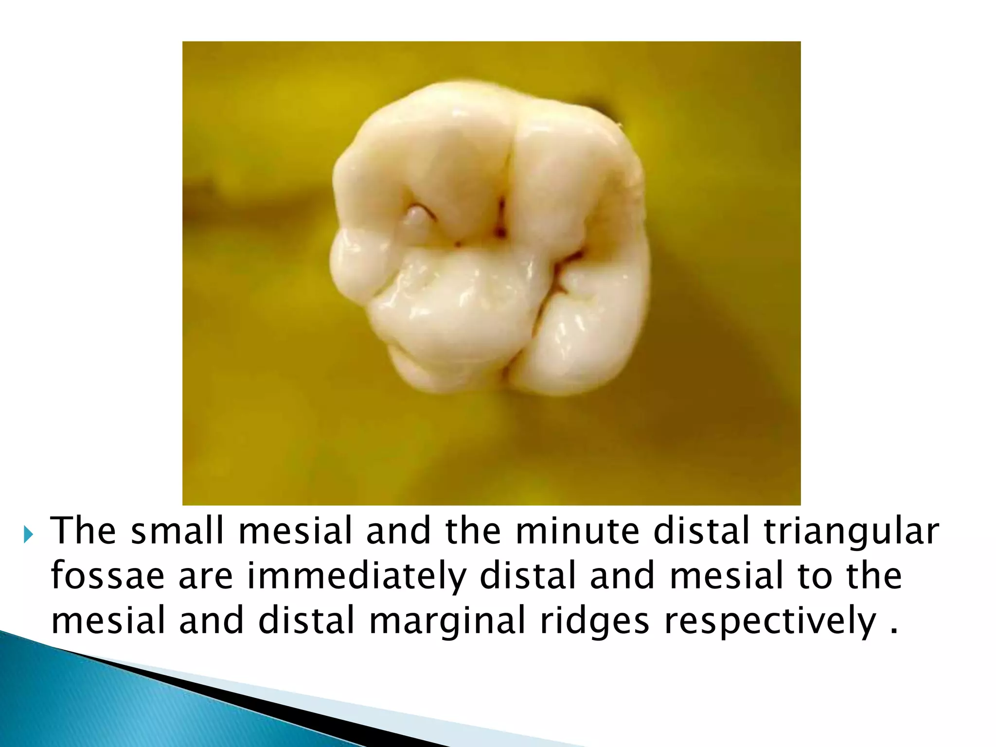 Dental anatomy,max.first molar | PPT