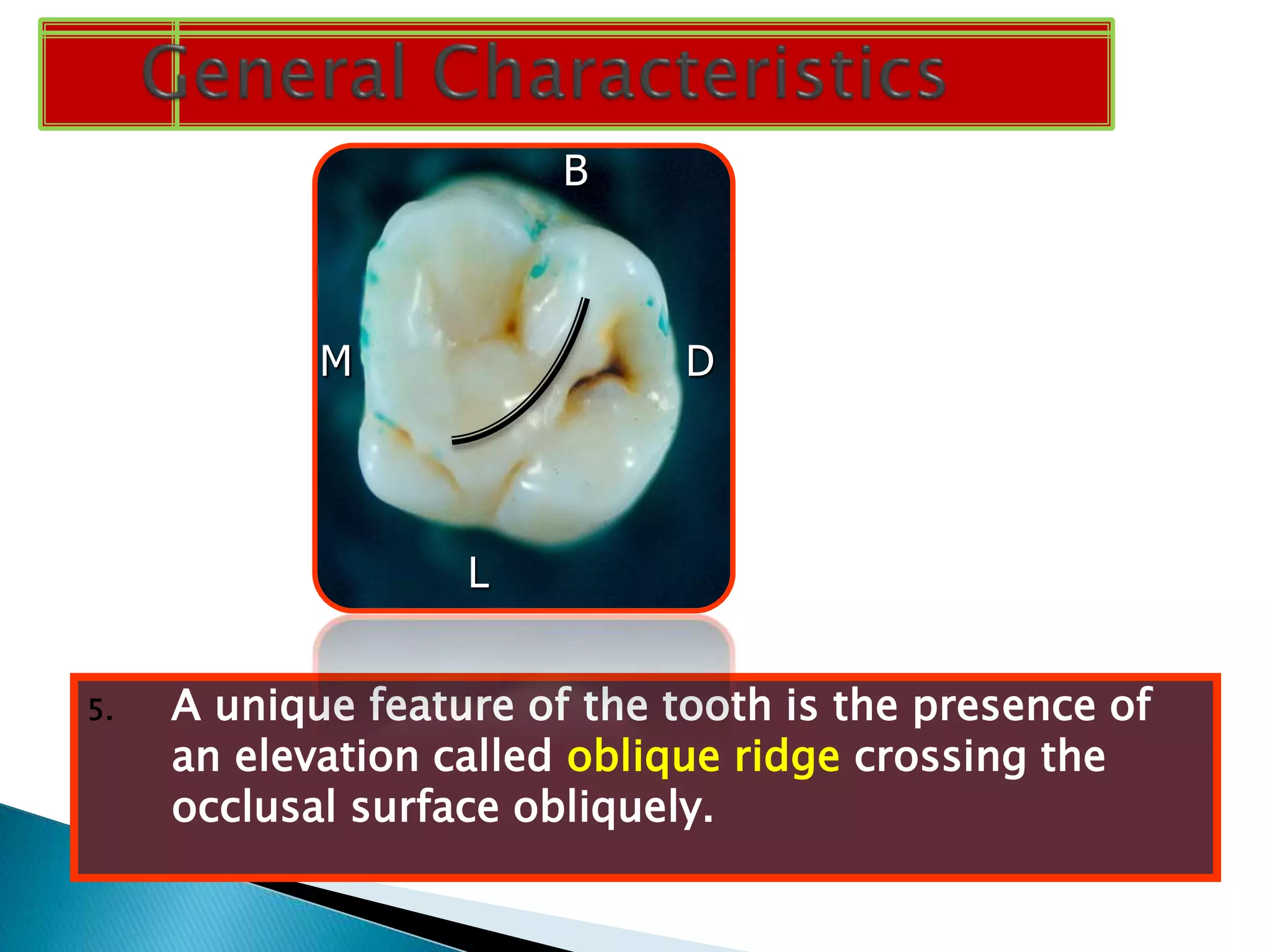Dental anatomy,max.first molar | PPT