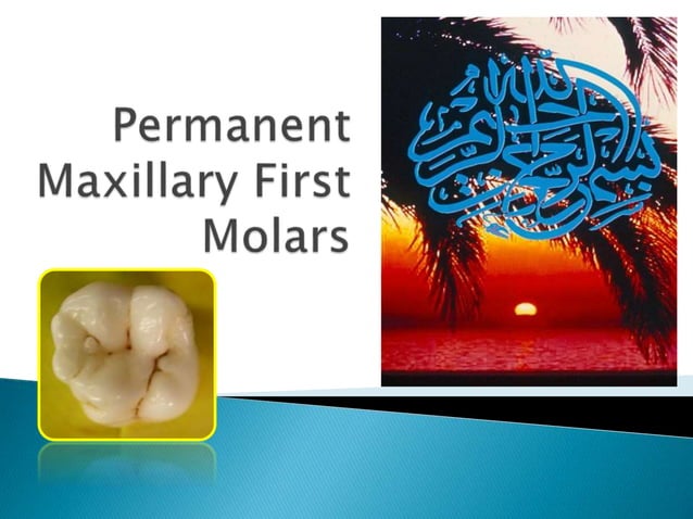 Dental anatomy,max.first molar | PPT