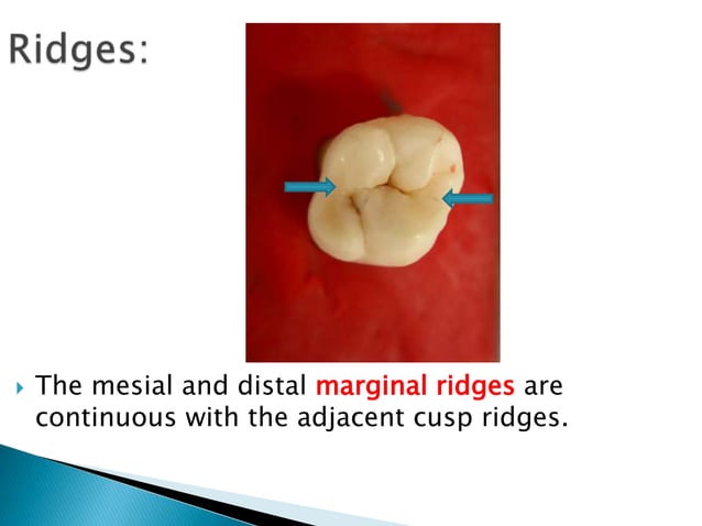 Dental anatomy,max.first molar | PPT
