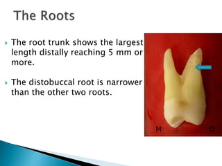 Dental anatomy,max.first molar | PPT