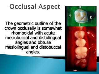 Dental anatomy,max.first molar | PPT