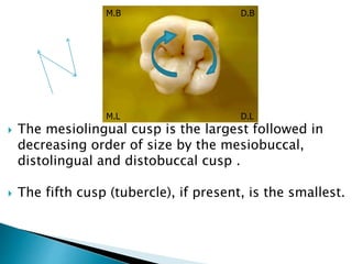 Dental anatomy,max.first molar | PPT