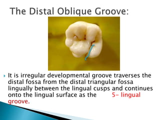 Triangular Fossa Teeth