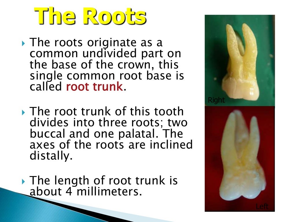 Dental anatomy,max.first molar