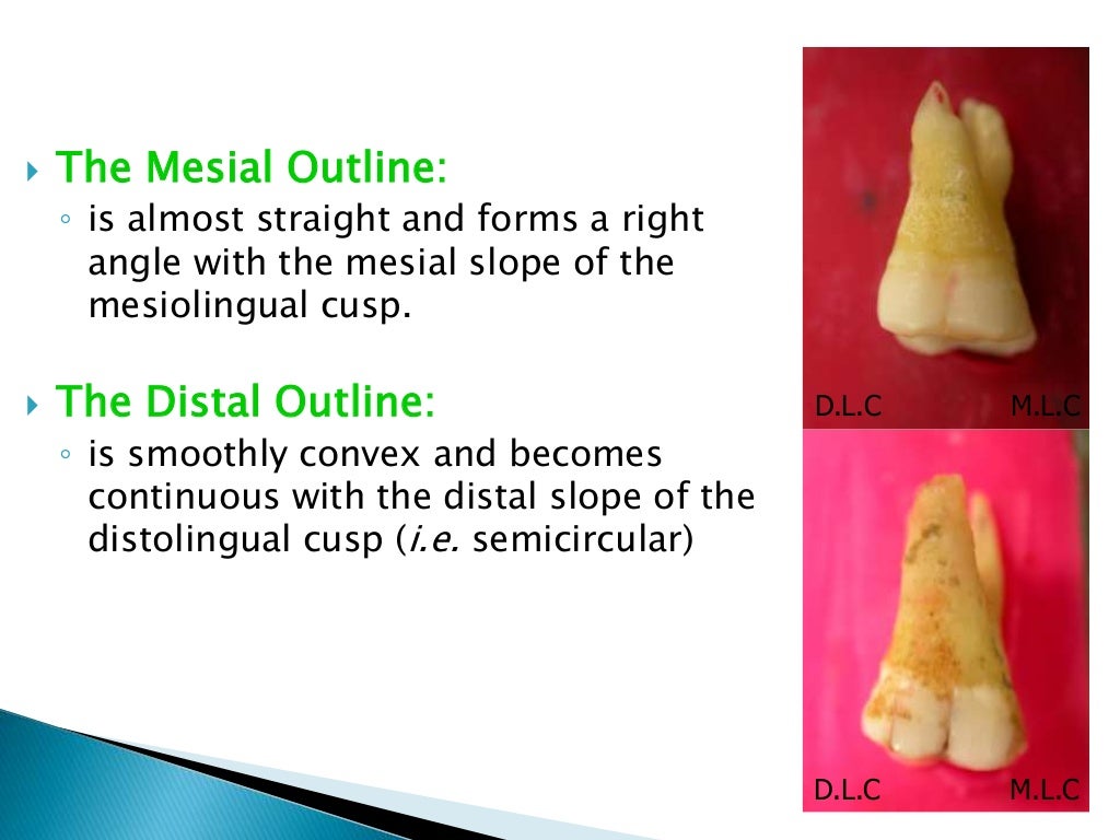Dental anatomy,max.first molar