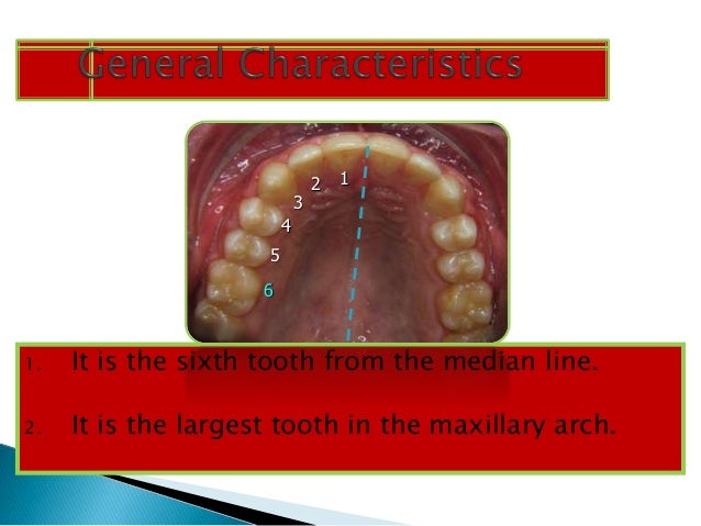 Dental anatomy,max.first molar