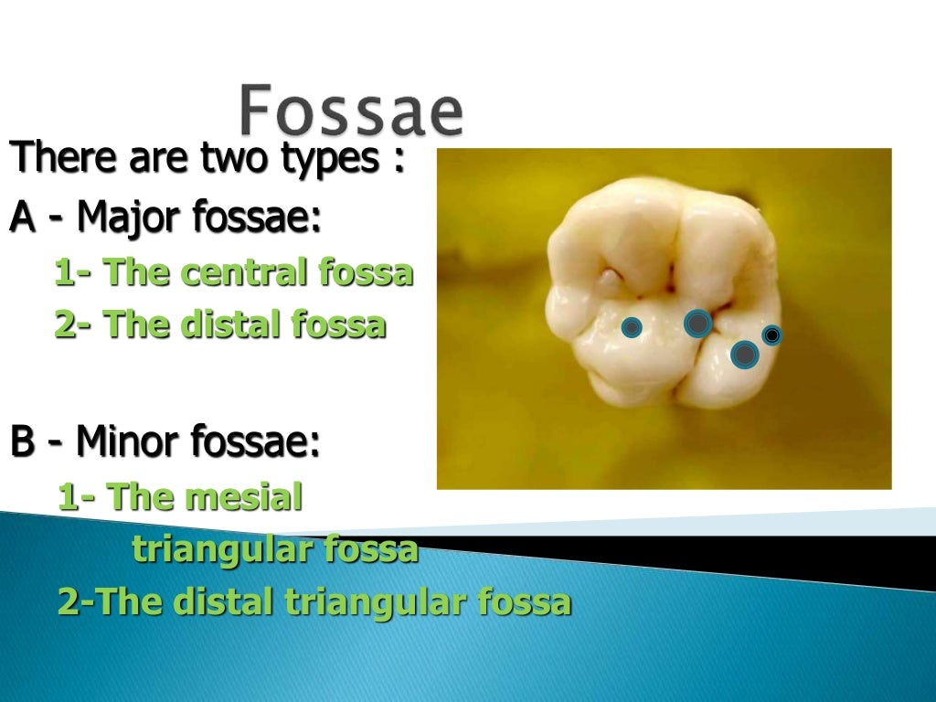 Dental anatomy,max.first molar