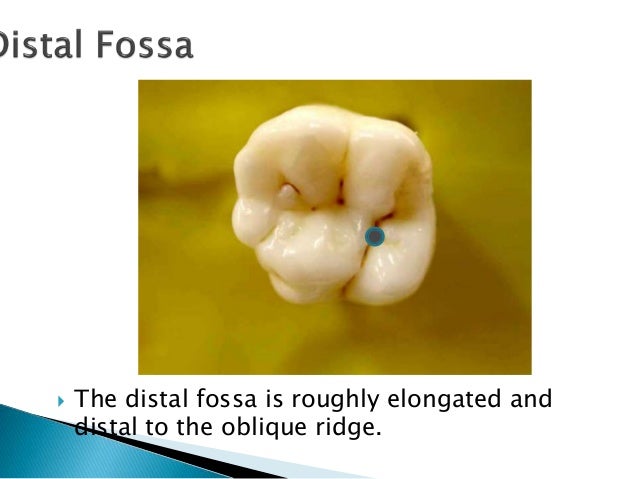 Triangular Fossa Teeth
