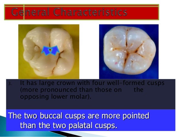 Dental anatomy,max.first molar