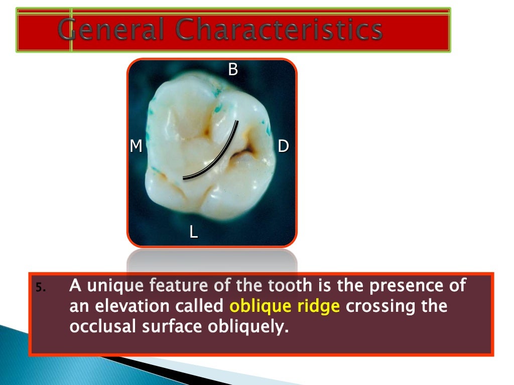 Dental anatomy,max.first molar