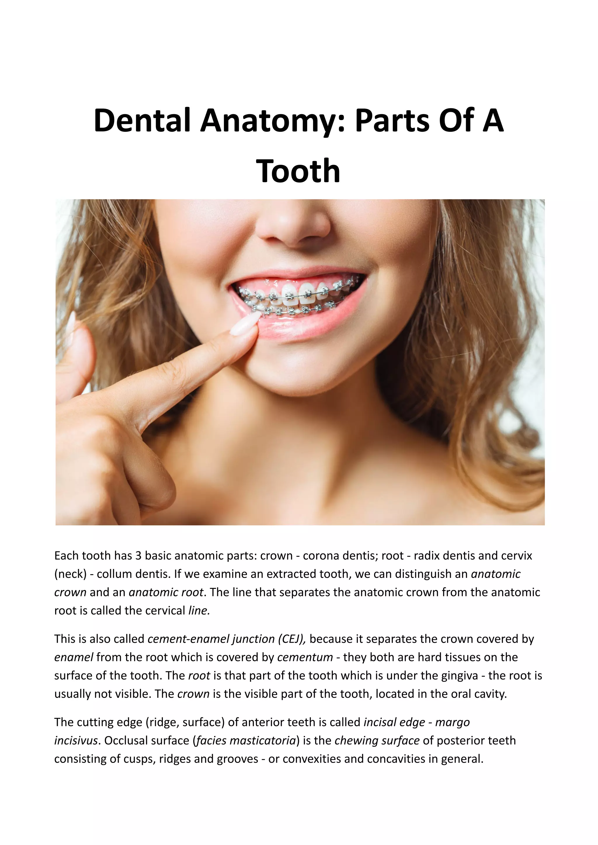 Dental Anatomy: Parts Of A Tooth | PDF