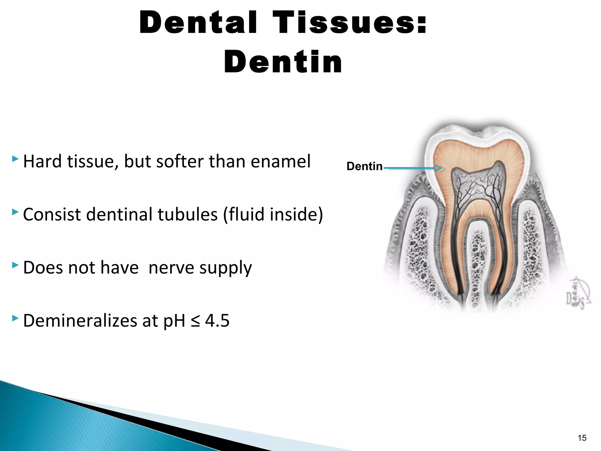 Dental anatomy & physiology | PPT