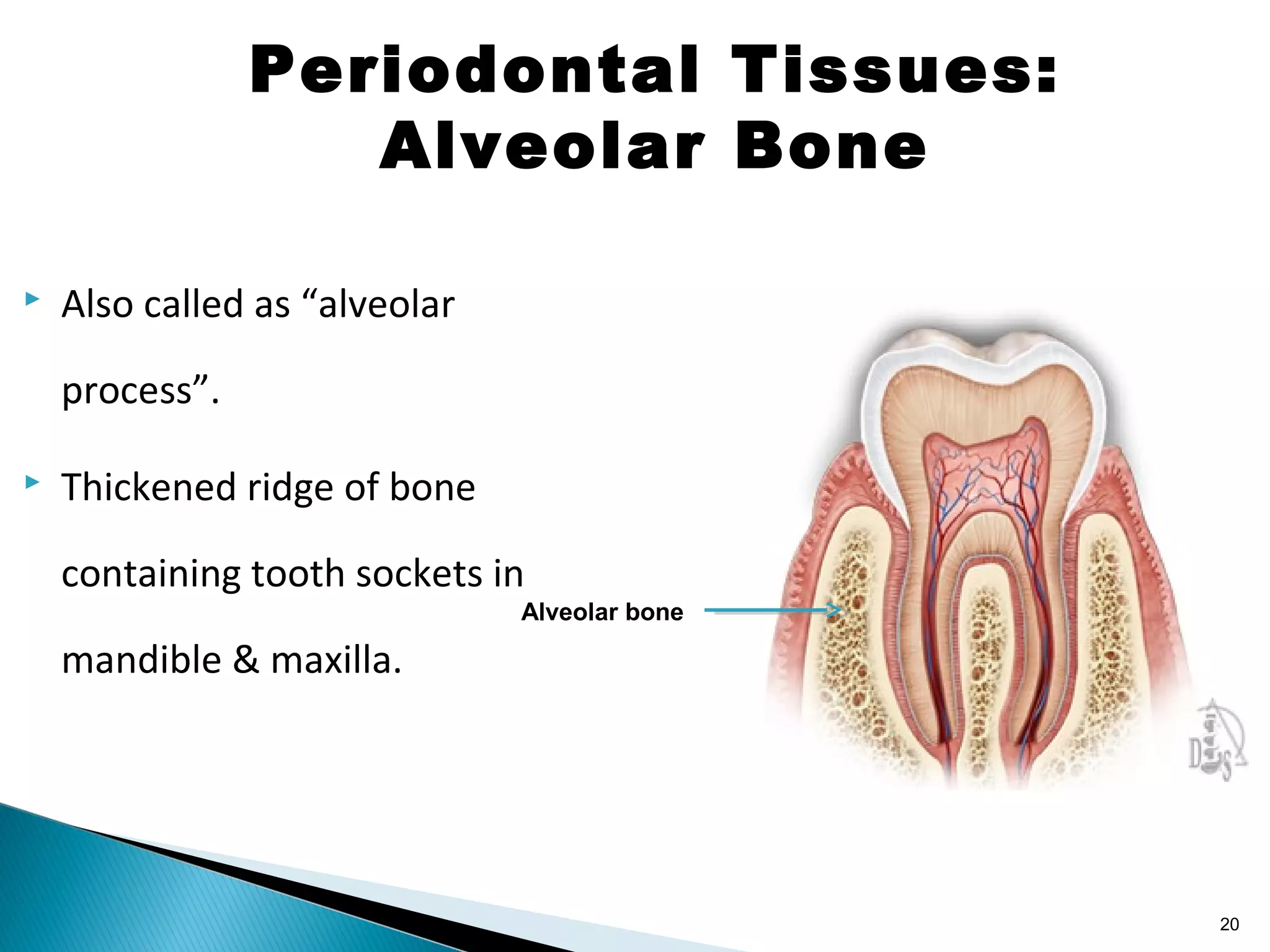 Dental anatomy & physiology | PPT