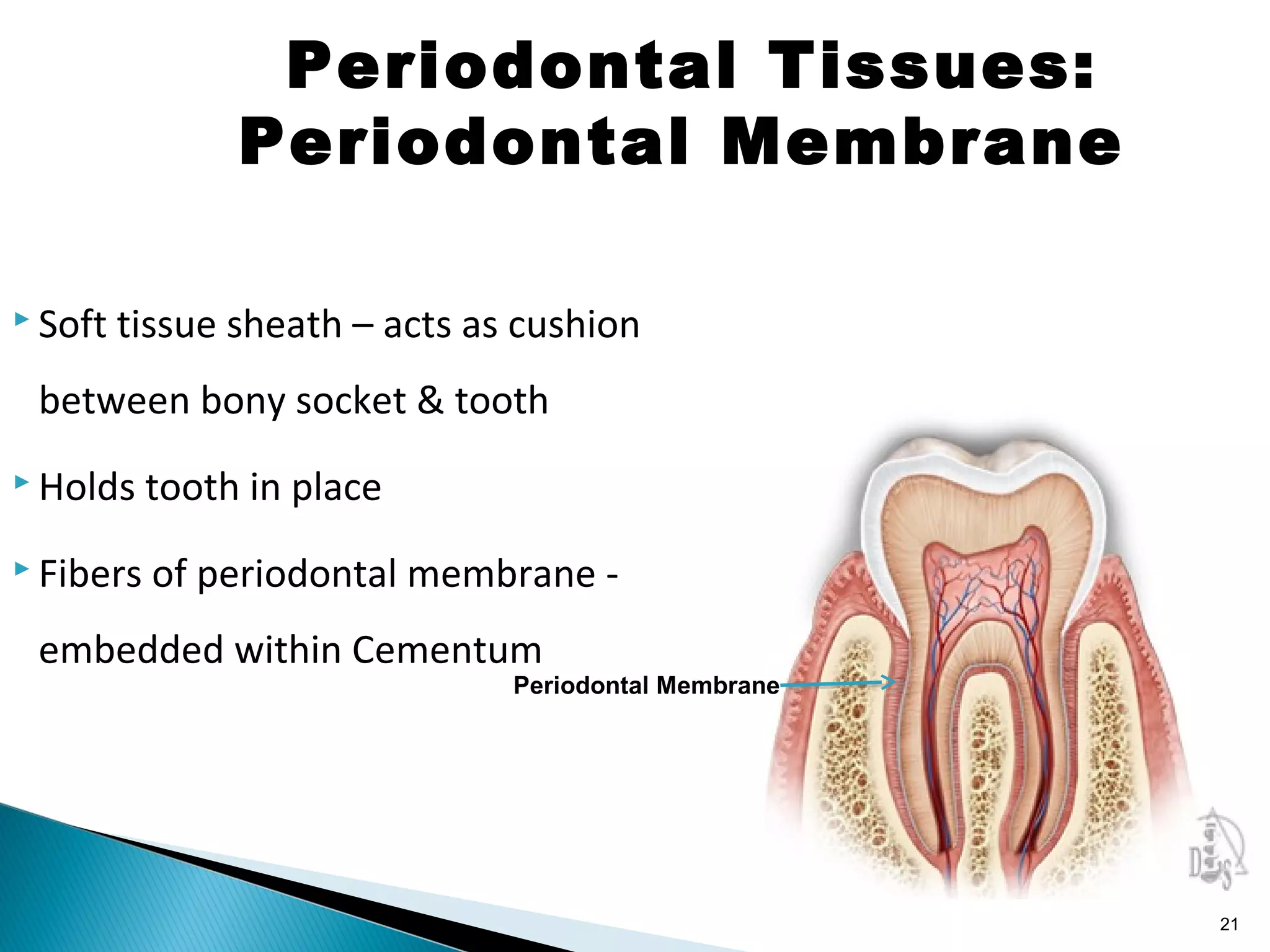 Dental anatomy & physiology | PPT