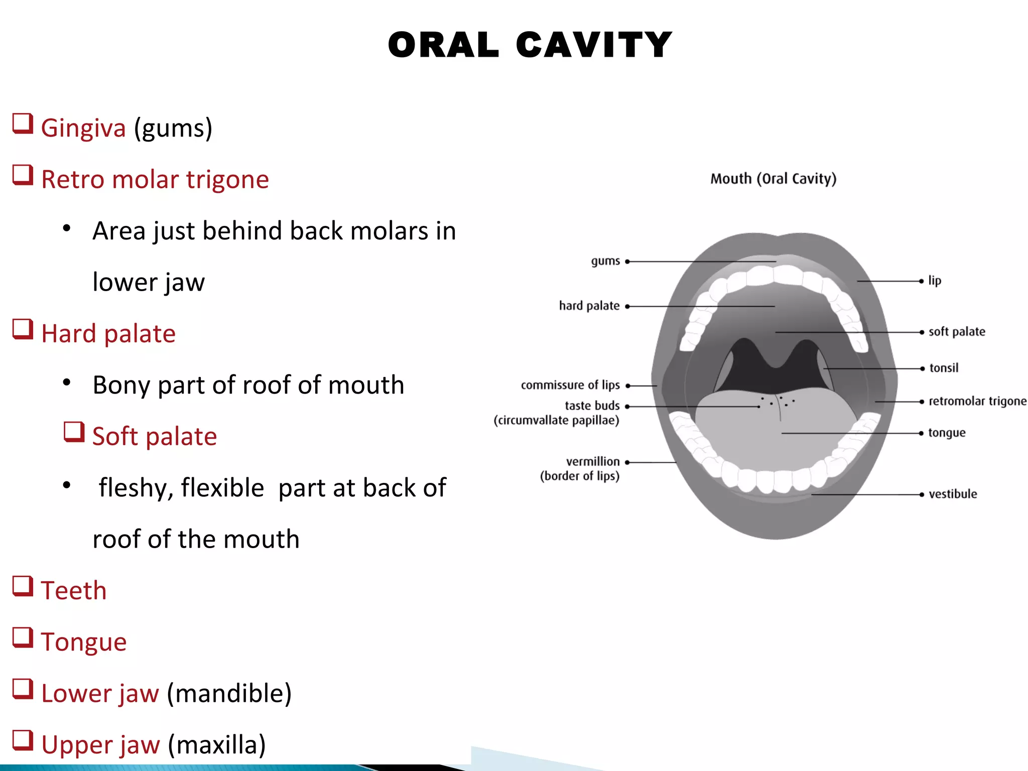 Dental anatomy & physiology | PPT