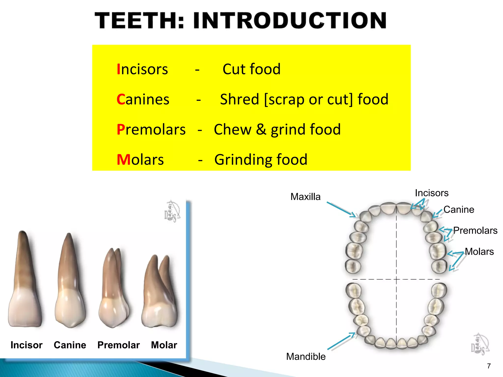 Dental anatomy & physiology | PPT