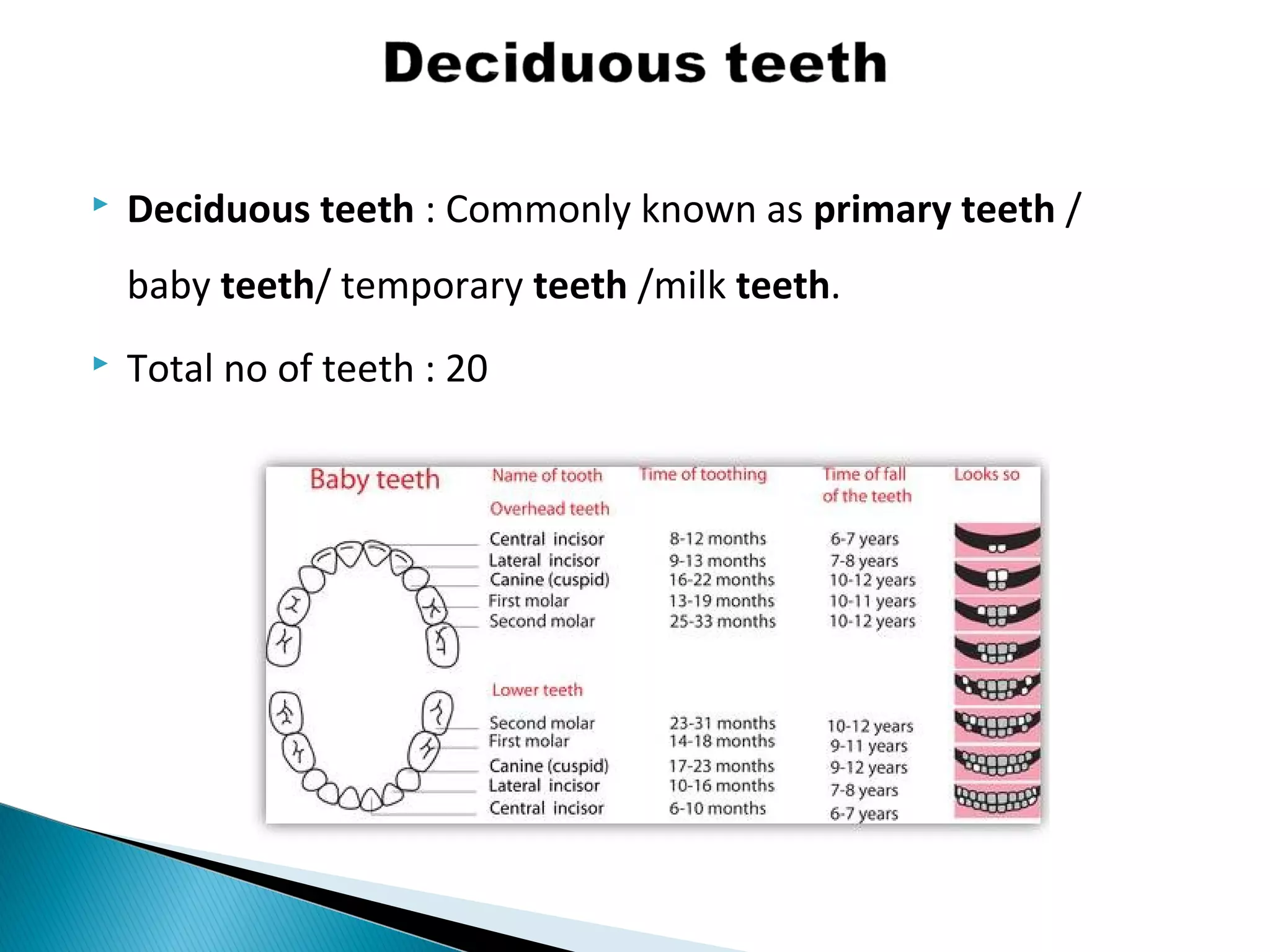 Dental anatomy & physiology | PPT