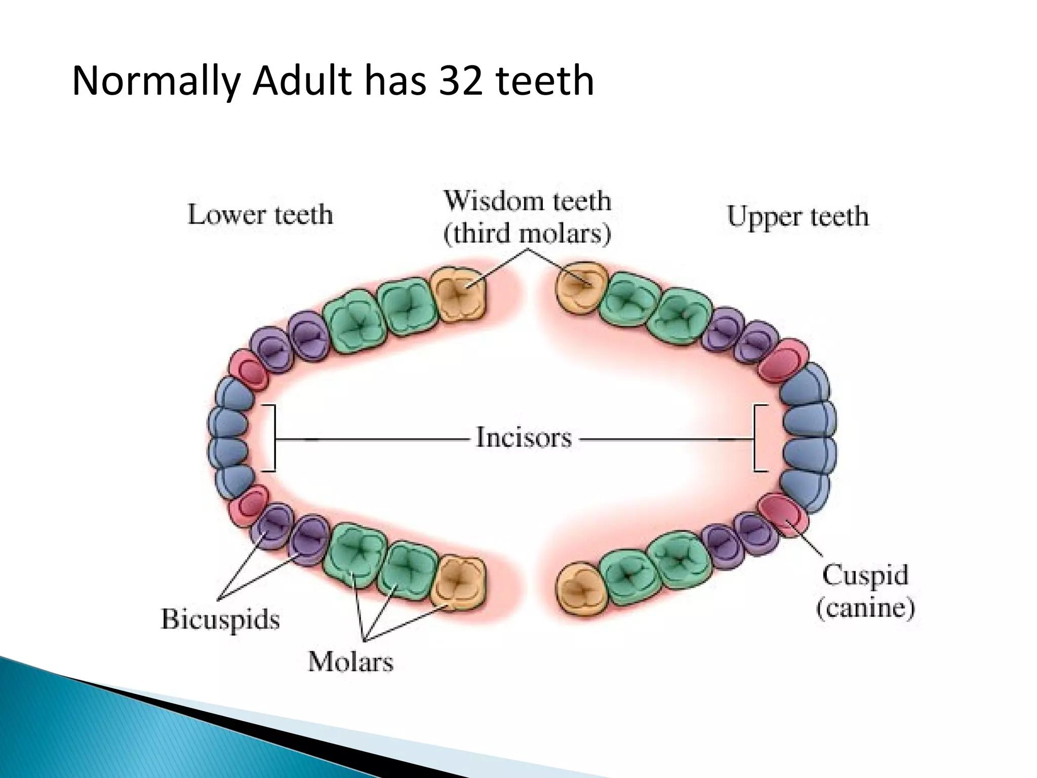 Dental anatomy & physiology | PPT