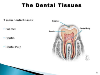 Dental anatomy & physiology | PPT