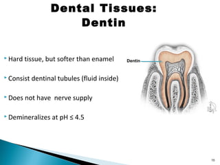 Dental anatomy & physiology | PPT