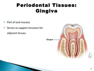 Dental anatomy & physiology | PPT