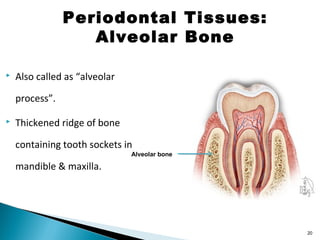 Dental anatomy & physiology | PPT