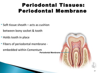 Dental anatomy & physiology | PPT