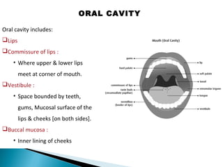 Dental anatomy & physiology | PPT