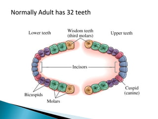 Dental anatomy & physiology | PPT