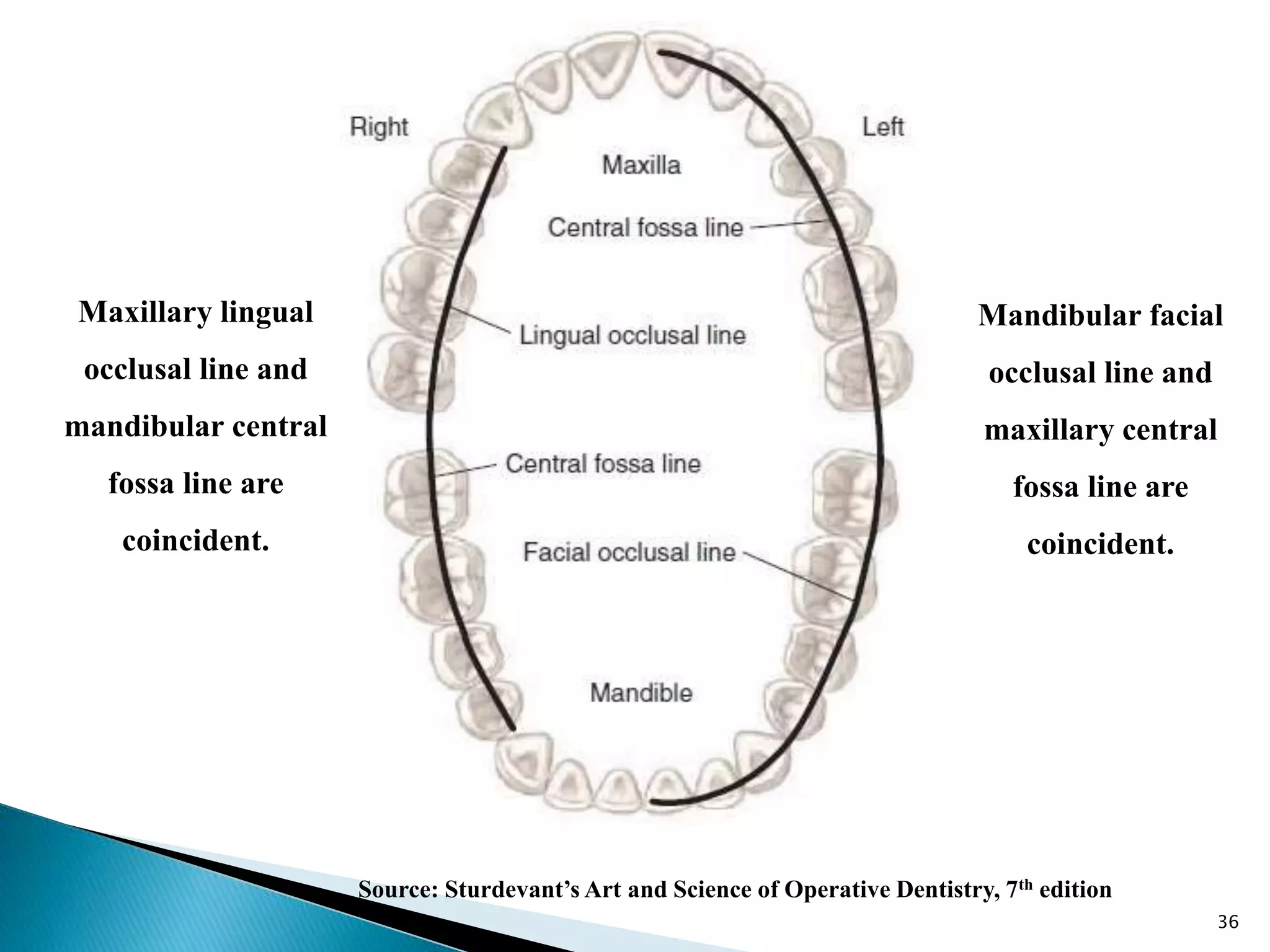 Clinical Significance of Dental Anatomy, Physiology and Occlusion | PPTX