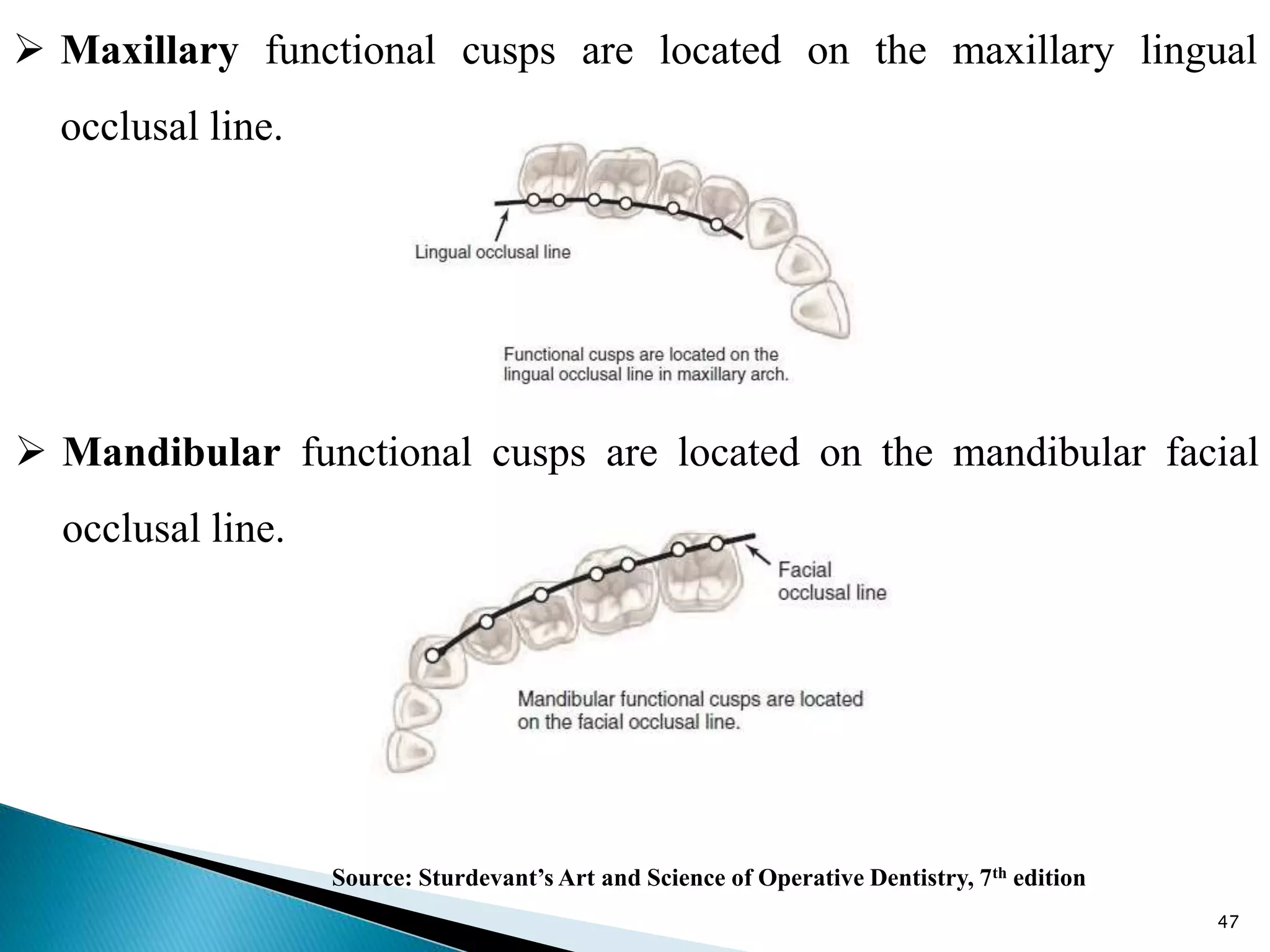 Clinical Significance of Dental Anatomy, Physiology and Occlusion | PPTX