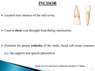 Clinical Significance of Dental Anatomy, Physiology and Occlusion | PPTX