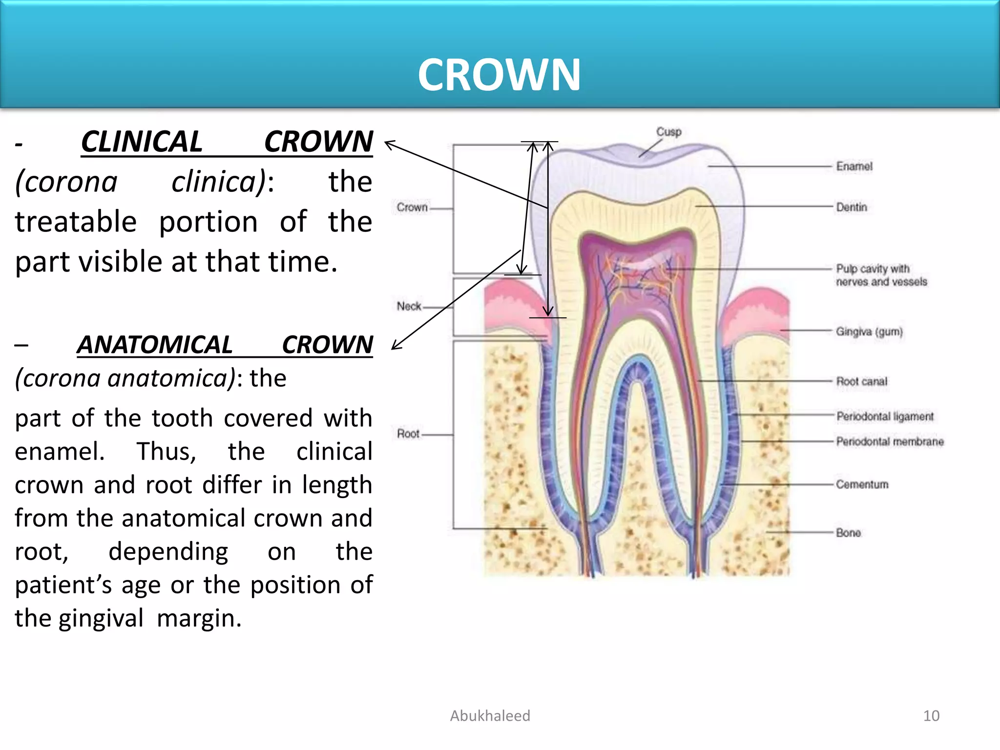 Dental Anatomy | PPTX