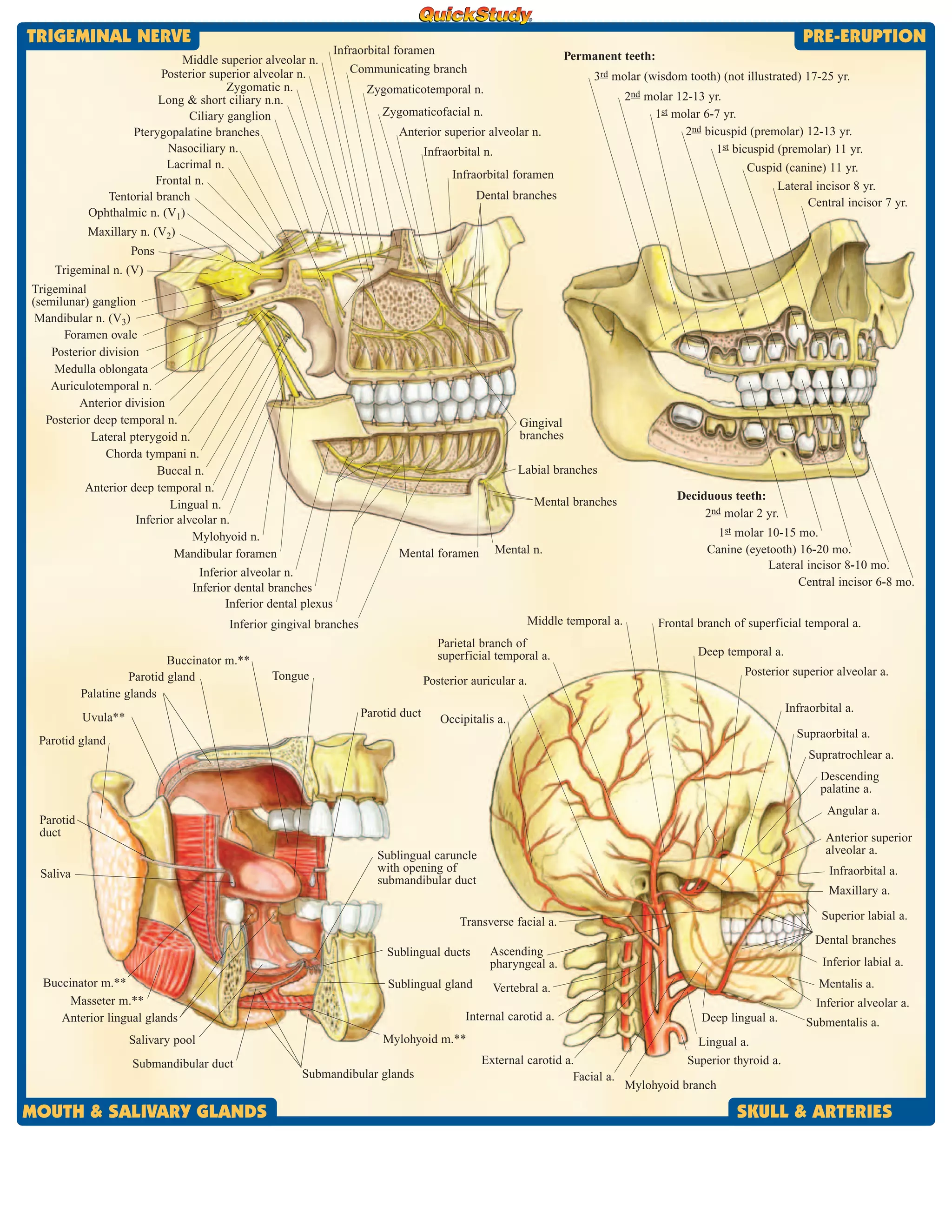 Dental anatomy reference_guide | PDF