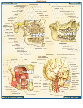 Dental anatomy reference_guide | PDF