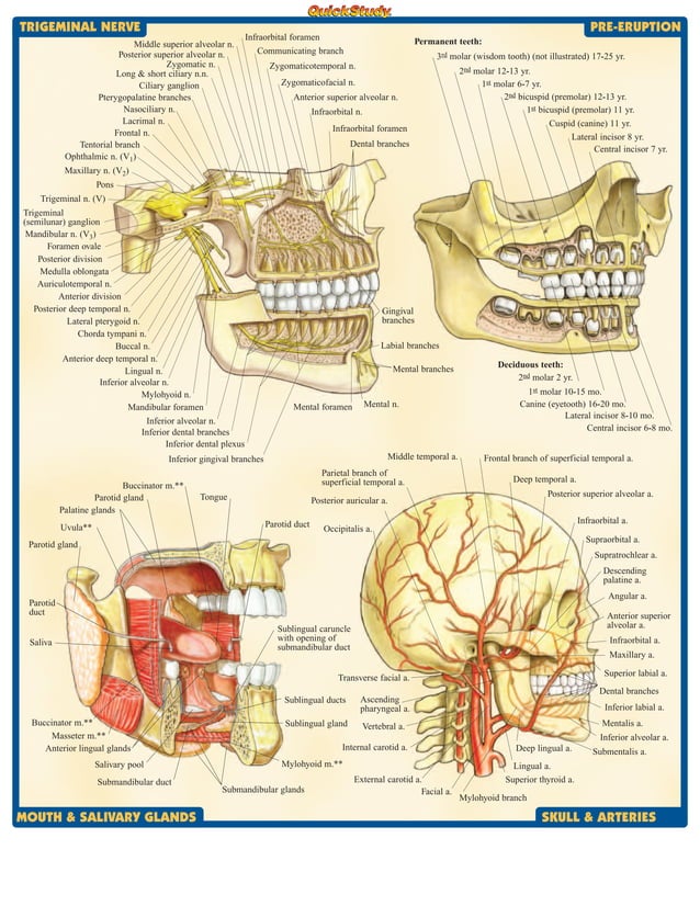 Dental anatomy reference_guide | PDF