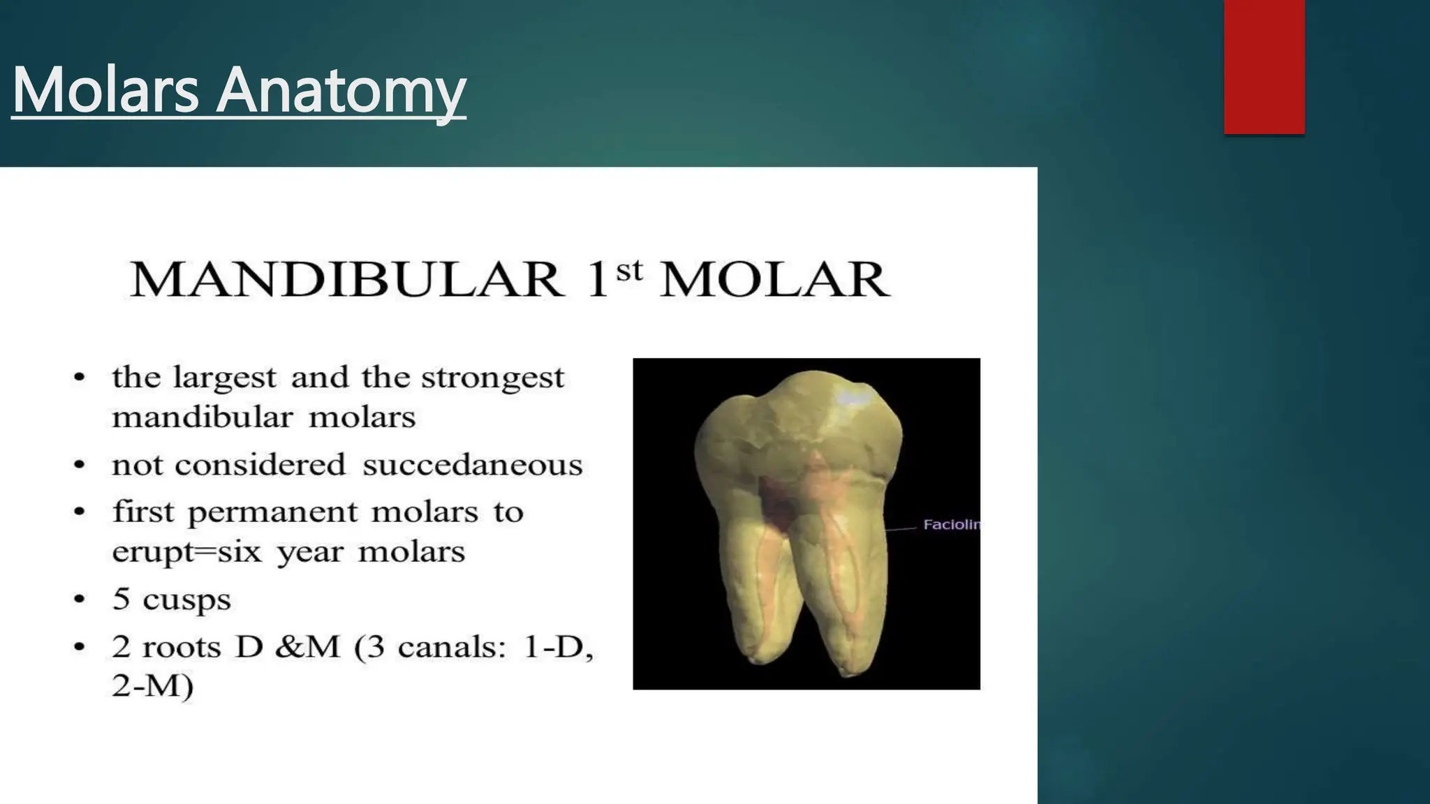 DENTAL ANATOMY TEETH TYPES AND DIFF BASIC TERMINOLOGY.pptx