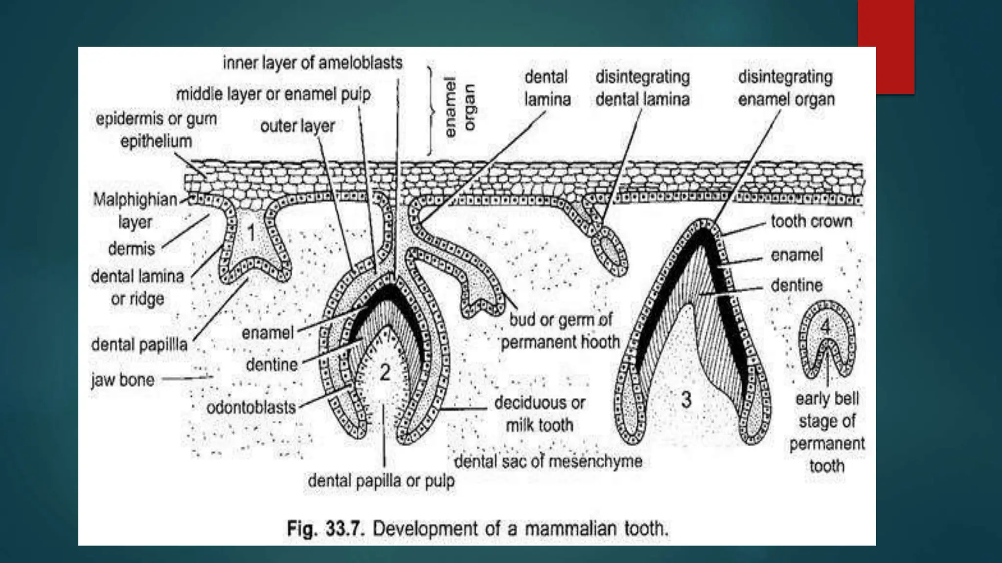 DENTAL ANATOMY TEETH TYPES AND DIFF BASIC TERMINOLOGY.pptx