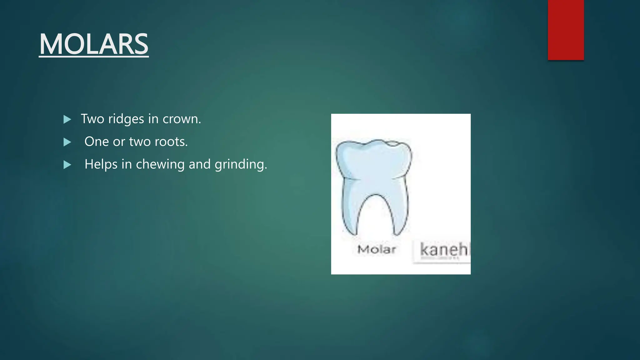DENTAL ANATOMY TEETH TYPES AND DIFF BASIC TERMINOLOGY.pptx