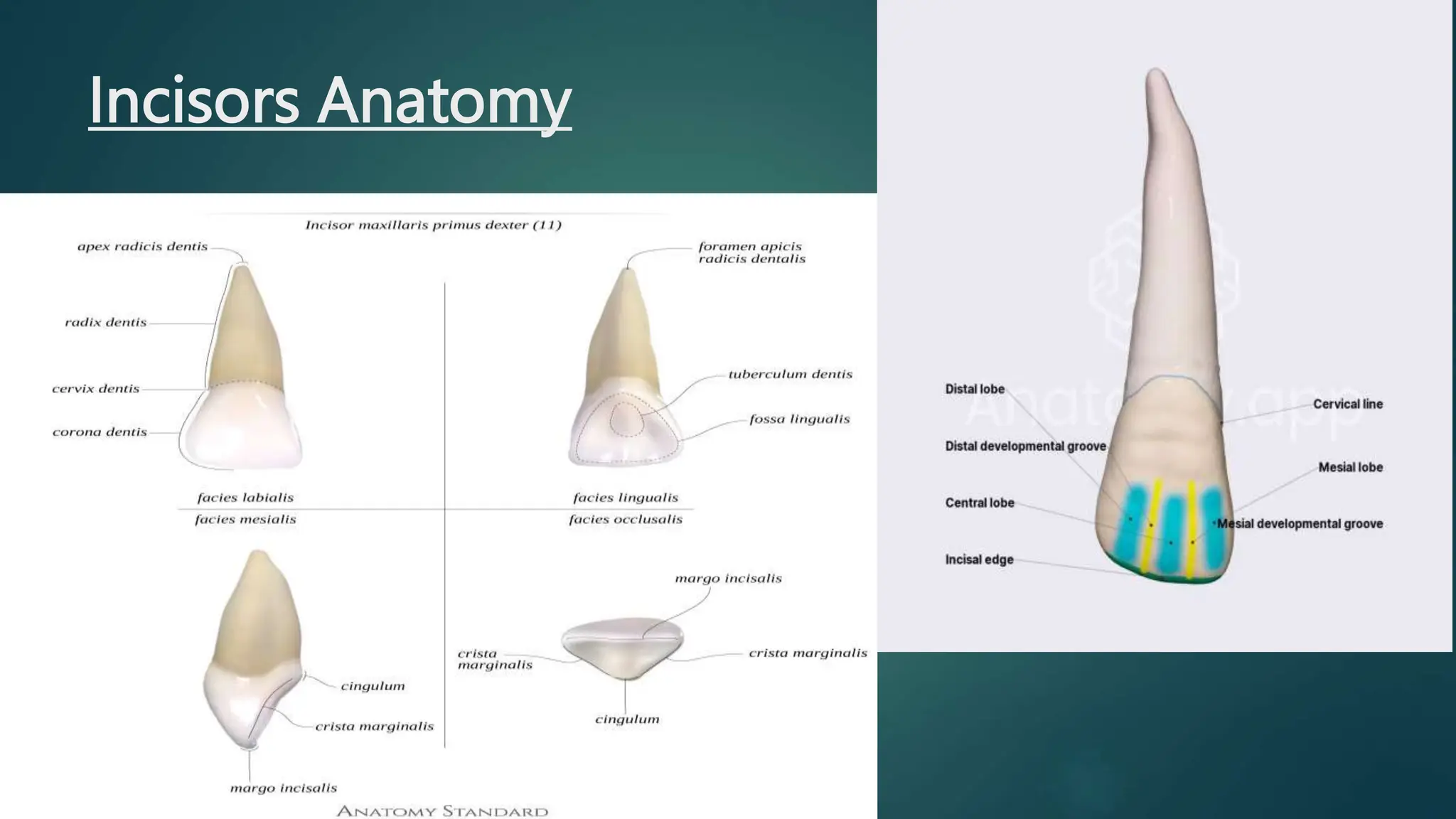 DENTAL ANATOMY TEETH TYPES AND DIFF BASIC TERMINOLOGY.pptx