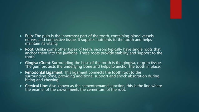 DENTAL ANATOMY TEETH TYPES AND DIFF BASIC TERMINOLOGY.pptx
