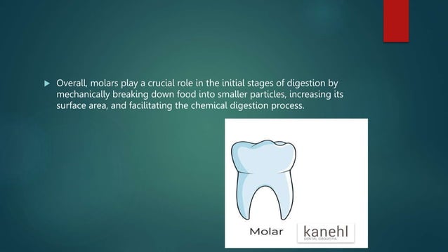 DENTAL ANATOMY TEETH TYPES AND DIFF BASIC TERMINOLOGY.pptx