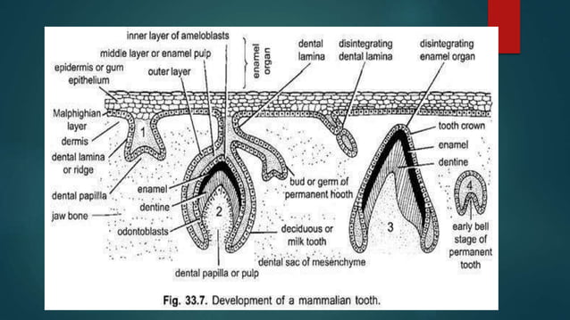 DENTAL ANATOMY TEETH TYPES AND DIFF BASIC TERMINOLOGY.pptx