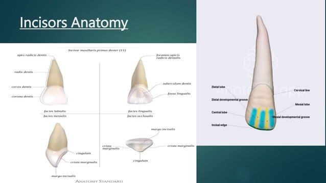 DENTAL ANATOMY TEETH TYPES AND DIFF BASIC TERMINOLOGY.pptx