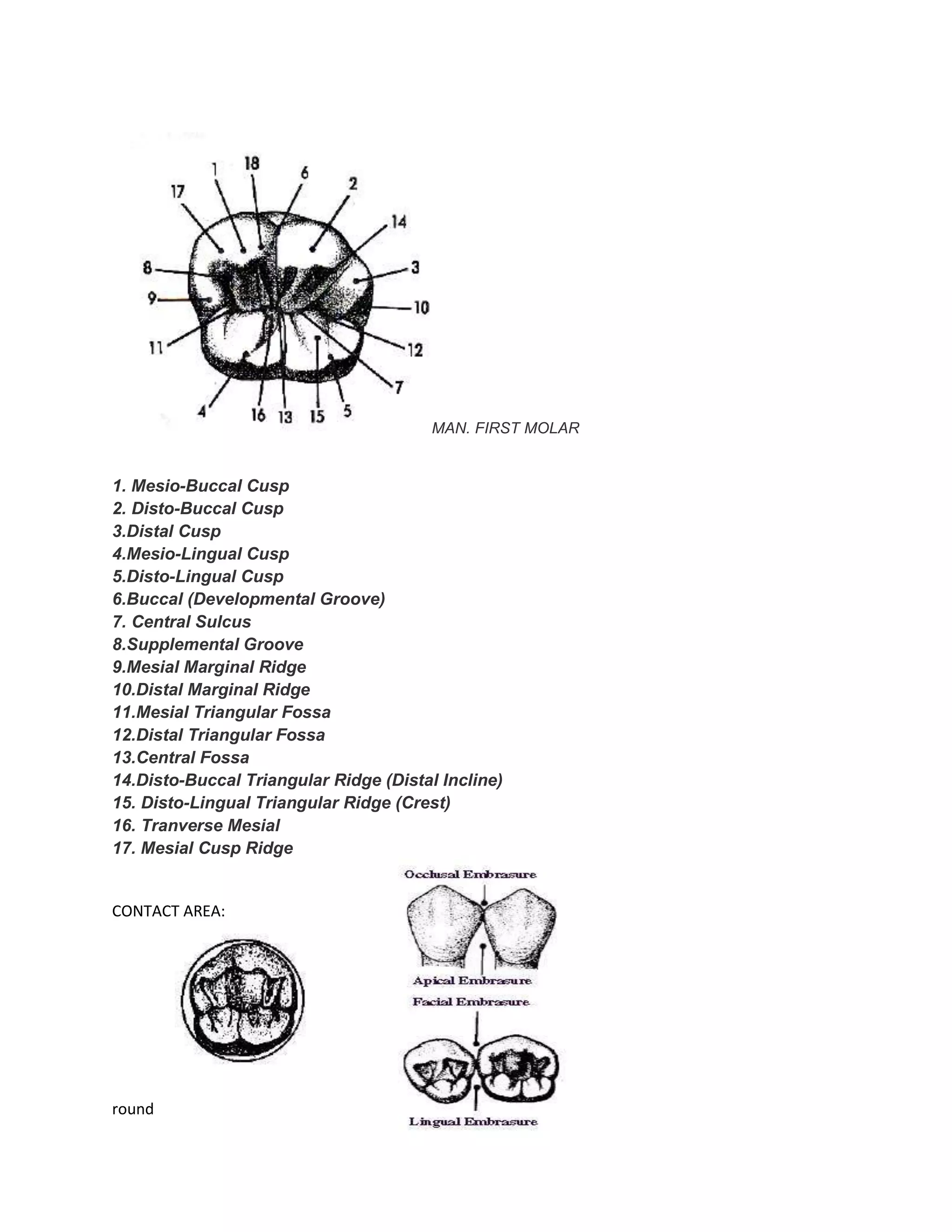 Dental anatomy terms | DOCX