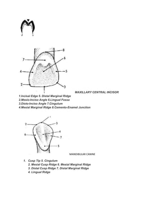 Dental anatomy terms | DOCX
